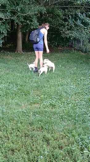 10K views · 288 reactions | Our darling Yellow Lab baby girl Bunny Mae, playing with her 2 Chi mix friends, baby boys Alexander and Maximilian and Miss Amber. All, except for Miss Amber, are up for adoption. Email tanya@hishands-extendedsanctuary.org | His Hands Extended Sanctuary | Facebook