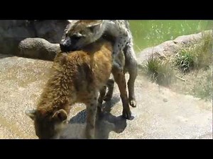Hyena Love