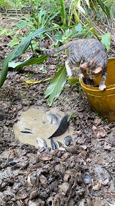 Kitten found a small fish pond #cat #kitten #catlover #streetcat #fish #catvsfish #catlove | Andaman Baby