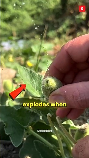 World’s Most Dangerous Cucumber?🤯