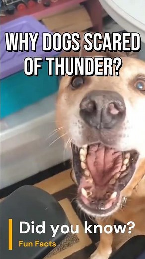 Why Dog's Scared of Thunder?