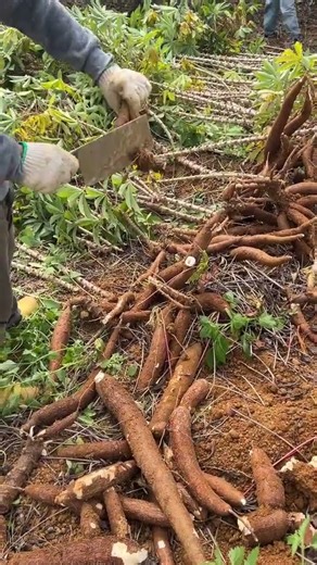 farming#enjoyrurallife#naturerurallife#rurallife#vegetables#garden#rogator#shorts