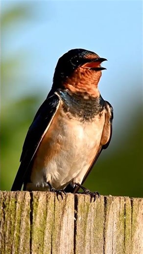 Swallow chirp sound 🐦☁️🎶 #SwallowSound #SpringBirds #Shorts