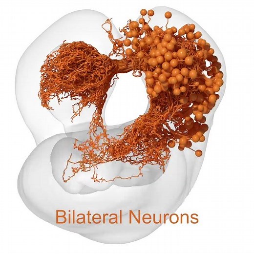 Scientists complete first map of an insect brain