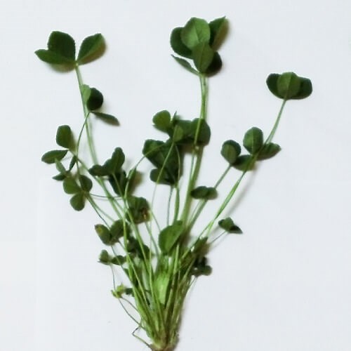 Optimize Soil Health with Balansa Clover | Cover Crops | GO Seed