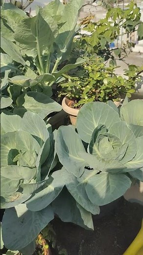 🤮Cabbage🤢 Growing Made Easy | Full Process from Seed to Harvest#gardening #organicgardening