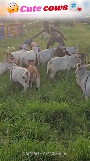Meet the Nadipathy Cattle. They are the smallest cows in the world. They stand only 1 to 2 feet tall. That's about the size of a small dog.They can live almost anywhere, like in a small apartment or a big field. They are calm and friendly.They can ride with their owners in a car or even sleep under a bed. They are truly unique and easy to live with! #nadipathycattle #nadipathygoshala #gaushala #goshala #gaumata #gauseva #cow #cows #cowsofinstagram #calf #gomata #farmlife #krishna #hindu #sanatan