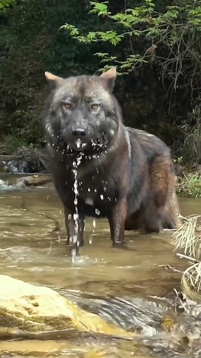 13M views · 172K reactions | “When you give joy to other people, you get more joy in return. You should give a good thought to happiness that you can give out.” | We are the Alpha Wolves | Facebook