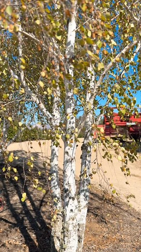 Sunny weather and a beautiful chip seal driveway made our day! 📍#Solvang | #California #RamseyAsphalt #LoveAndService #TeamRamsey #ChipSealContractor #Grey #ChipSeal #Driveway #BearCat #ChipSpreader #ChipCrew #ChipSealPros #FinelyCraftedRoads #Since1999 | Ramsey Asphalt Construction