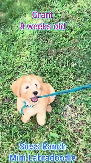 Grant 8 week old Mini Labradoodle