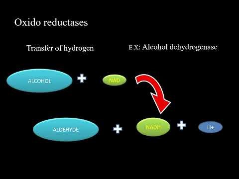Basics of Biochemistry Lec 24: Enzymes --Properties, classification and nomenclature