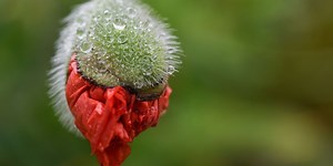 Is spring coming early? NOAA predicts lingering La Nina to impact weather across US through May