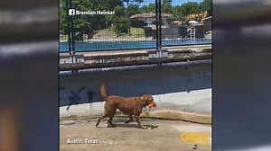 Dog plays fetch with himself