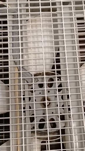 I'm Fixing Lasko 20" Box Fan Before Music 🎶 🎵