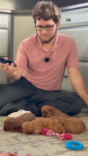 Cavapoos 3:16 on Instagram: "Sound introductions 🤩 getting them familiar with different sounds helping to build confidence! #cavapoo"