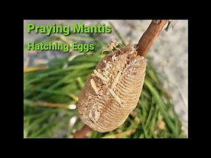 Incredible! Hatching Praying Mantises Eggs