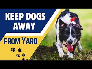 Best Methods to Keep Dogs Out of Your Yard
