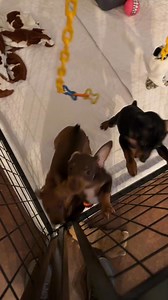 NE Texas | Min Pin Lodge