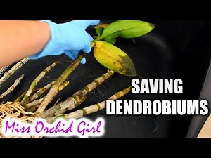 Saving Dendrobium Orchids with mushy, yellow leaves - Long transport