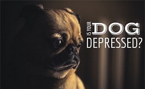 Clomipramine For Dogs With Canine Anxiety - Canine Journal