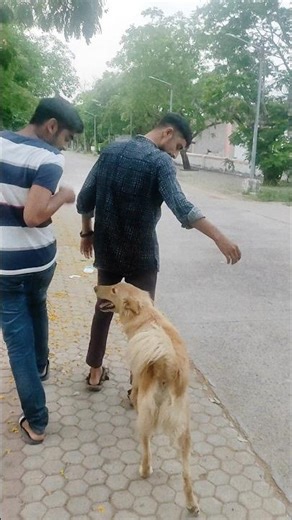 Scared of Dogs? This Will Change Your Mind!