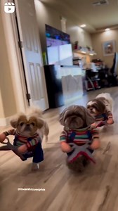 Where are the pet owners who dress their pets up for Halloween? Make yourself known and comment with a picture below 👻 🎥 @alexandrebezerrad5 | Snug