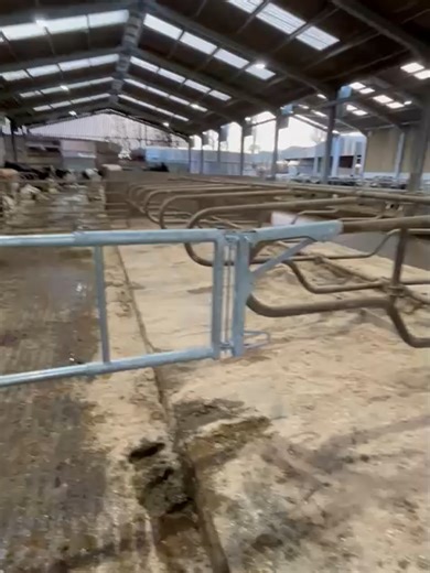Efficient Cow Separation Solutions for Dairy Farmers