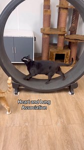 21K views · 751 reactions | Tawny travels the country demonstrating how to properly use the exercise wheel so cats can be healthy and make the kost of their 9 lives! #cathistory #cathealth #ninelives #catterydad #healthjourney #thecatterycc | The Cattery Cat Shelter | Facebook
