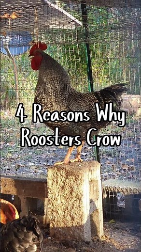 Why Roosters Crow 🐓