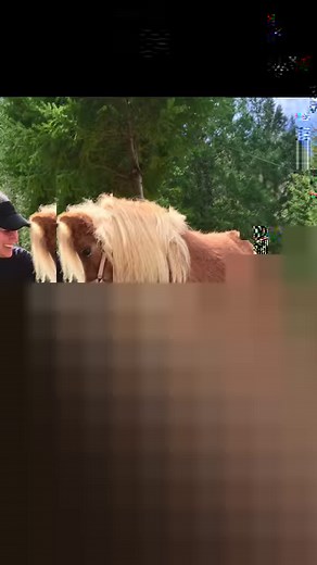 12M views · 10K reactions | The is a neglected BLM Donkey that was...