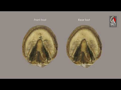 Understanding horse foot anatomy