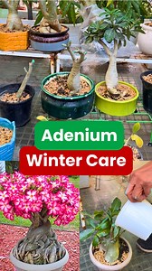 7.7K views · 82 reactions | Adenium Winter Care Part 2 is here! After...