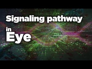 visual Signal | Signaling pathway in Eye | Molecular mechanism