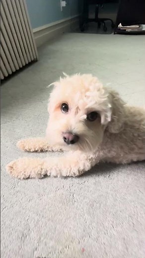 A very curious long faced Mr. Butters