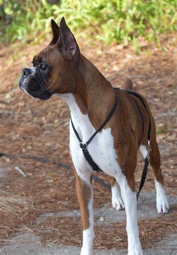 Boxer Dog Training Tips and Show Preparation