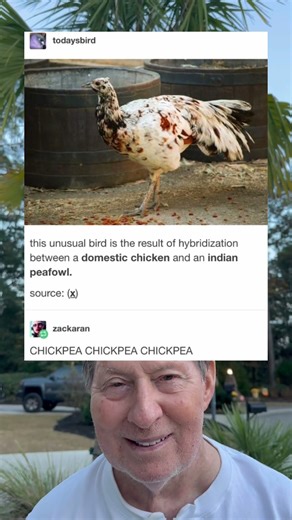 This Unusual Bird is The Result of Hybridization Between A Domestic Chicken and an Indian Peafowl.