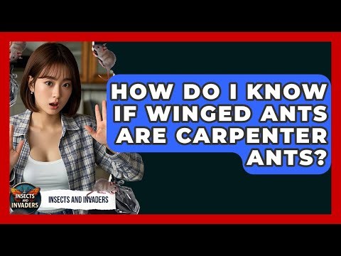 How Do I Know If Winged Ants Are Carpenter Ants? - Insects and Invaders