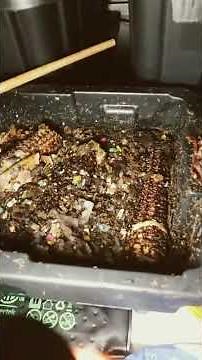 Worm party at the corner cubby