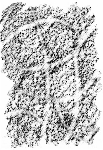 Exploring Garden Floor Textures in Gold Coast Australia