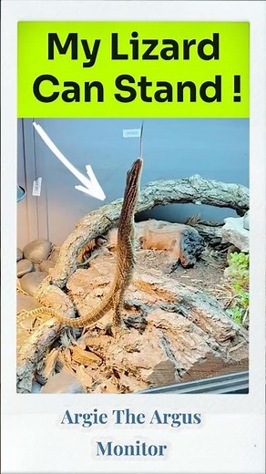 Argus Monitor #argus #monitor #lizard #reptile #zoo #short #foryou