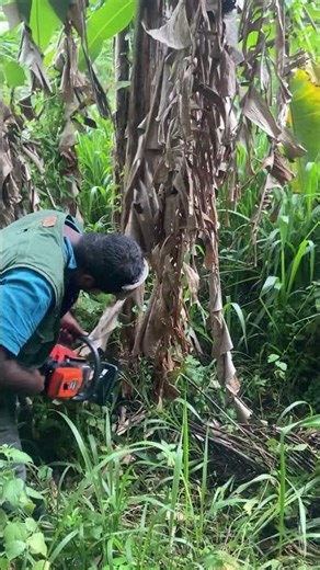 Watch Me Fell a Tree with a Chainsaw – Quick Tutorial!