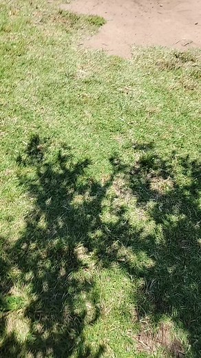 Teaching my son to throw a forehand shot even though I don't throw one myself | Dilligaf Disc Golf