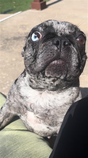 Decolonizeyamind (@decolonizeyamind)’s videos with U BETTR Gimme SOME SNACKS Before I Beat Yo AZZ - BashTheMexicanEnglishBulldog