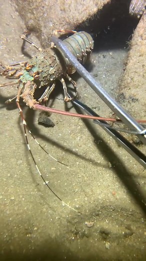 I encountered a red flower crab that downloaded the anti-fraud app under the sea, which was too diff | Anderson Mina