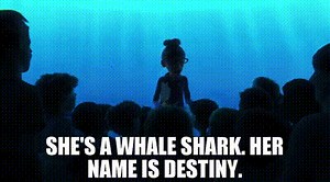 She's a whale shark. Her name is Destiny.