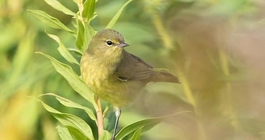 Orange-crowned Warbler Identification, All About Birds, Cornell Lab of Ornithology