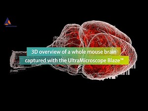 3D overview of a whole mouse brain captured with the UltraMicroscope Blaze™