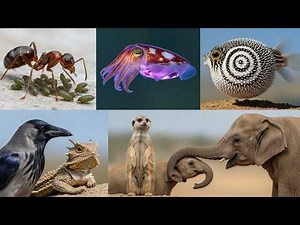 Strange Animal Behaviours You Won’t Believe Are Real!