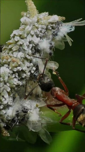 Meet the Woolly Aphids Nature’s Tiny Invaders