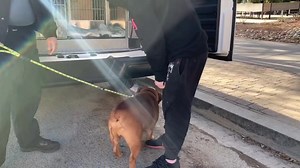 53K views · 1.6K reactions | Today, HRA’s vice president of field services, Chris Schindler, had a special delivery for a DC man: his beloved dog, Harvey, who was stolen on Thursday night. Our community rallied behind the case and played an important part in the Washington Metropolitan Police Dept. tracking the dog’s whereabouts, and we are grateful to have assisted in this happy reunion. | Humane Rescue Alliance | Facebook